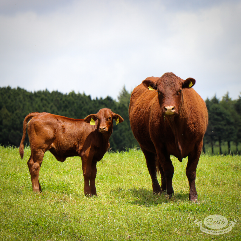 Nasce o primeiro animal Bravon na FSR! - Fazenda Sonho e Realidade